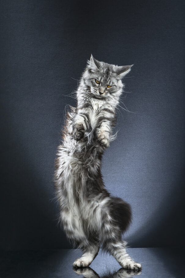 Photographer Captures Unique Portraits Of Cats In Standing Postures (15 ...