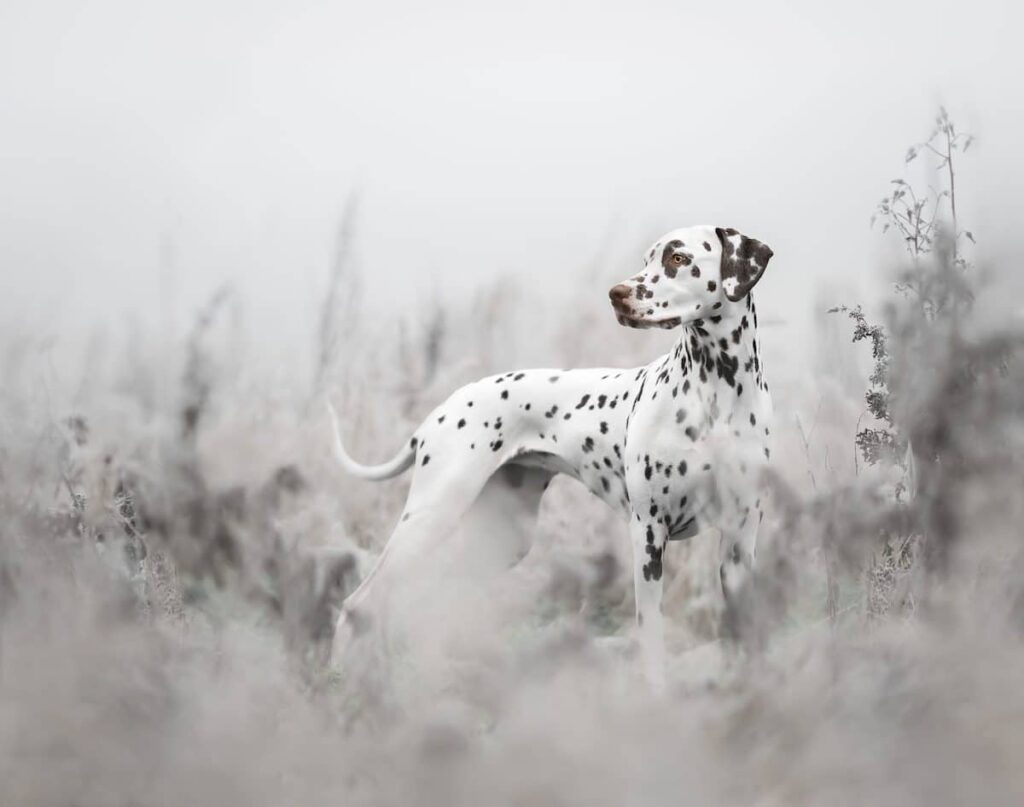 20 Adorable Pics That Made It To The Winning List Of The "Dog ...