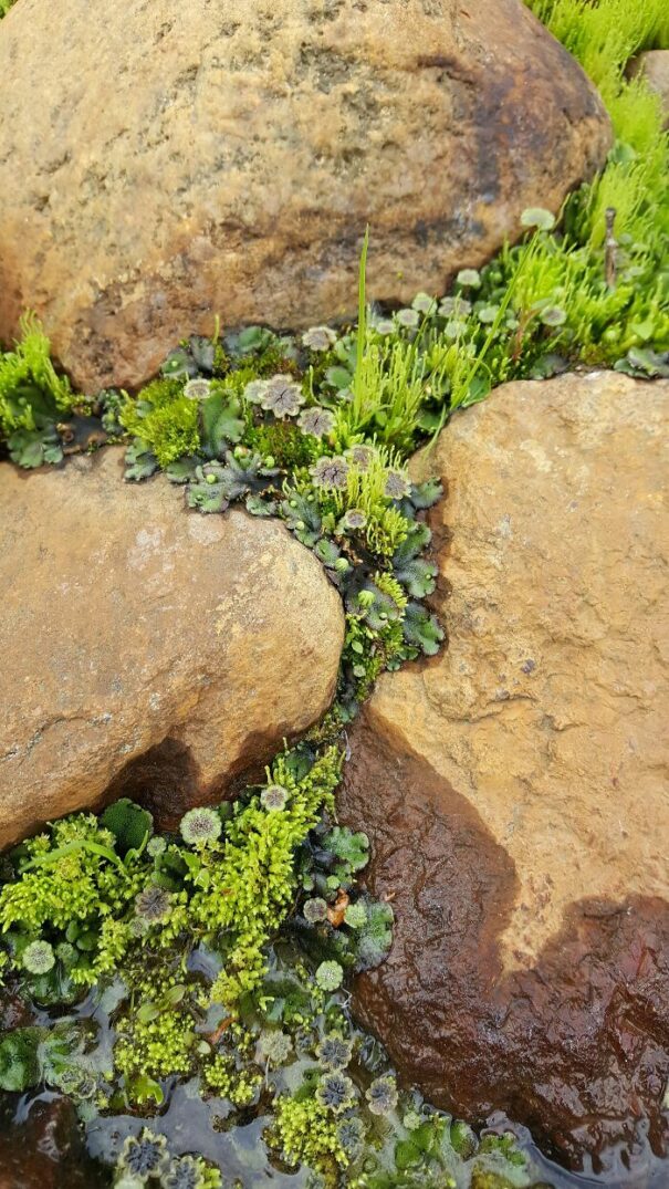 30 Times Mother Nature Surprised These People With Interesting Stuff ...