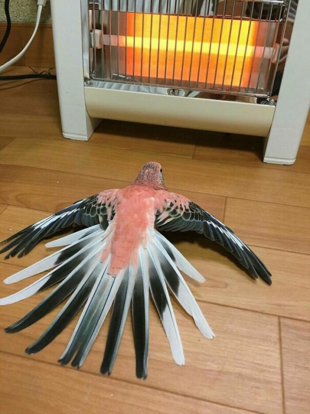 30 Times Animals Looked So Silly And Goofy, People Had To Share Their ...