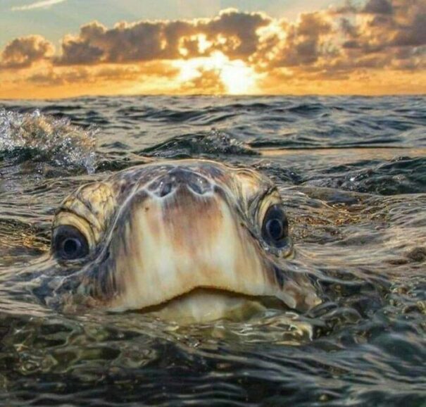 30 Times Animals Looked So Silly And Goofy, People Had To Share Their ...