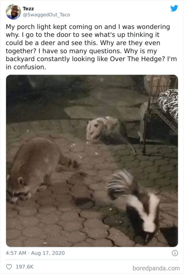 30 Times Animals Looked So Silly And Goofy, People Had To Share Their ...