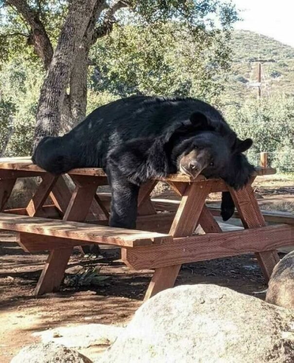 30 Times Animals Looked So Silly And Goofy, People Had To Share Their ...