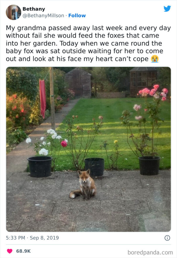 30 Times Animals Looked So Silly And Goofy, People Had To Share Their ...