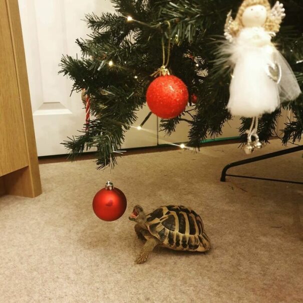 30 Times Animals Looked So Silly And Goofy, People Had To Share Their ...