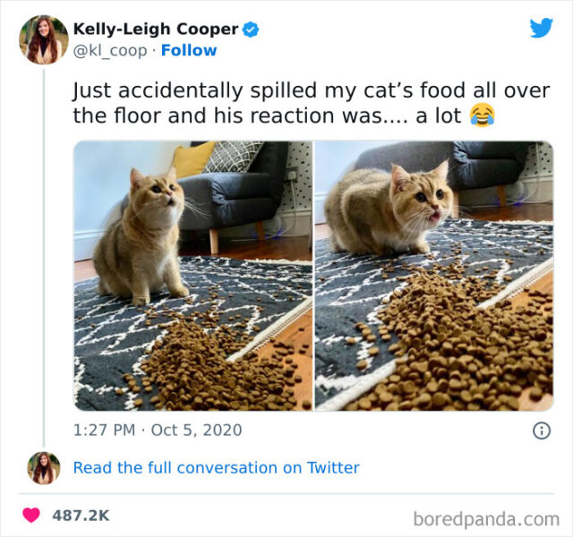 Cat Lovers Will Love These Purrfectly Hilarious Tweets | DeMilked