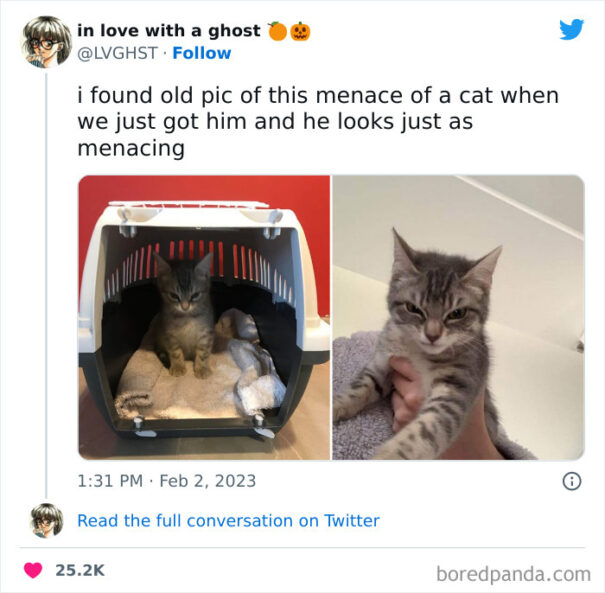 Cat Lovers Will Love These Purrfectly Hilarious Tweets | DeMilked