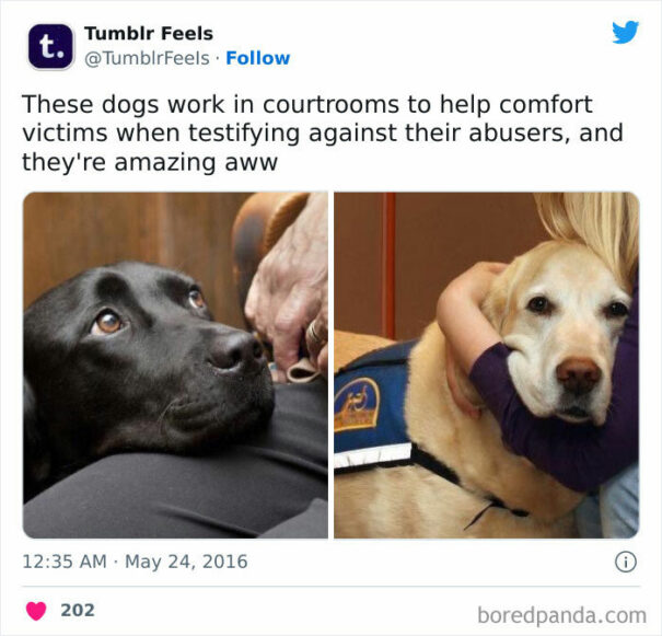 20 Funny Posts And Memes About Legal Realities | DeMilked