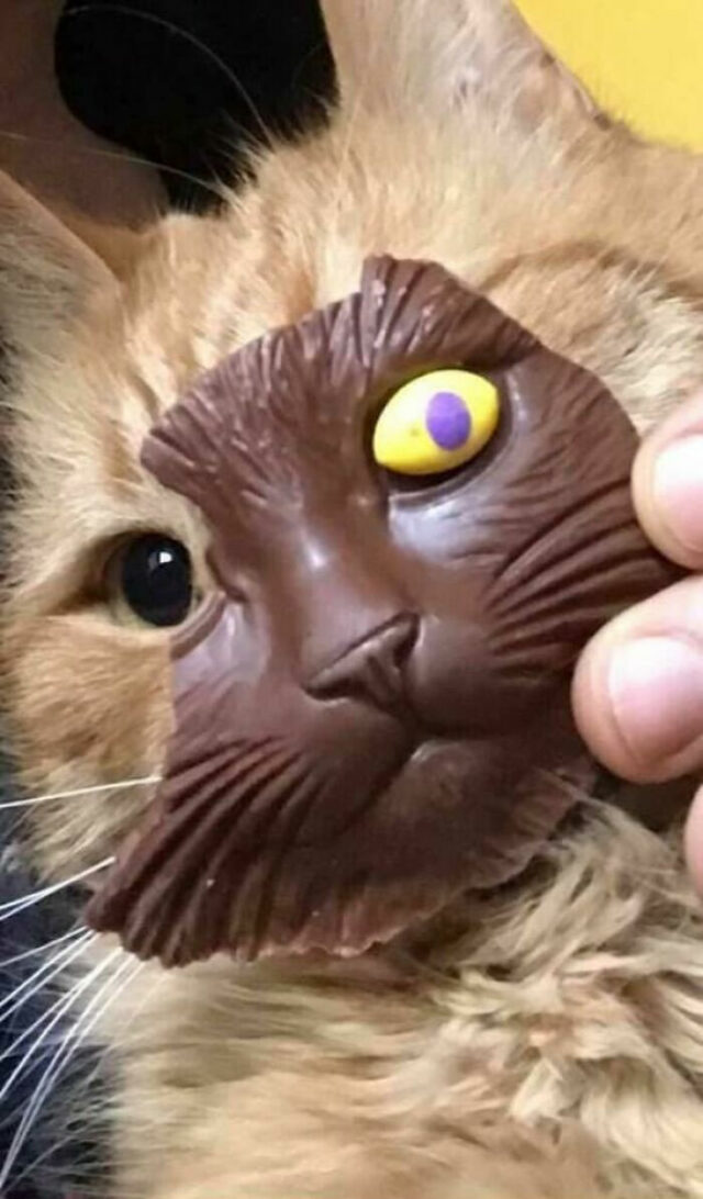 30 Hilarious Cat Pics To Boost Your Mood | DeMilked