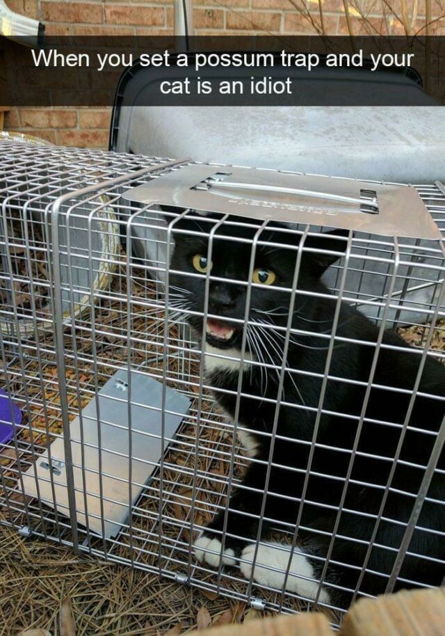 30 Hilarious Cat Pics To Boost Your Mood | DeMilked