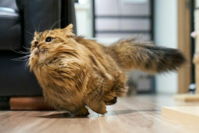 30 Hilarious Cat Pics To Boost Your Mood | DeMilked