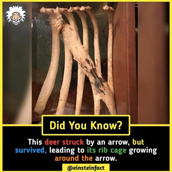 20 Little-Known Facts About Random Things Shared By This Instagram Page ...