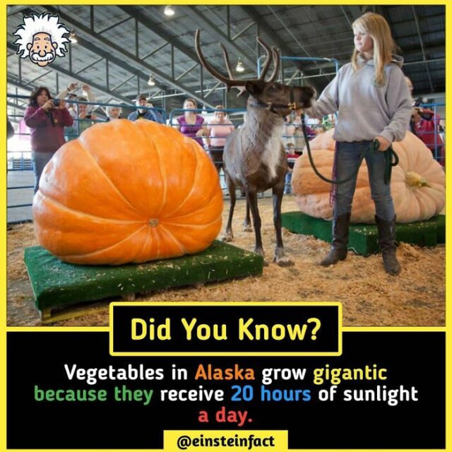 20 Little-Known Facts About Random Things Shared By This Instagram Page ...