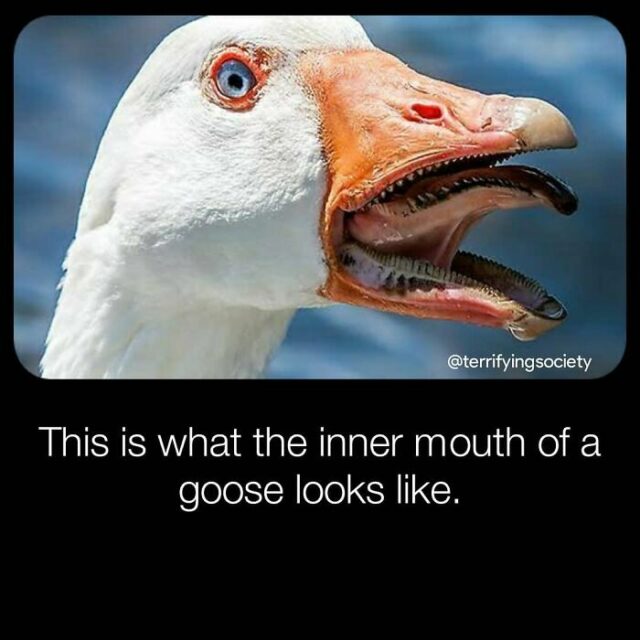 25 Truly Mind-Blowing Creepy Facts From The ‘Terrifying Society’ Insta ...