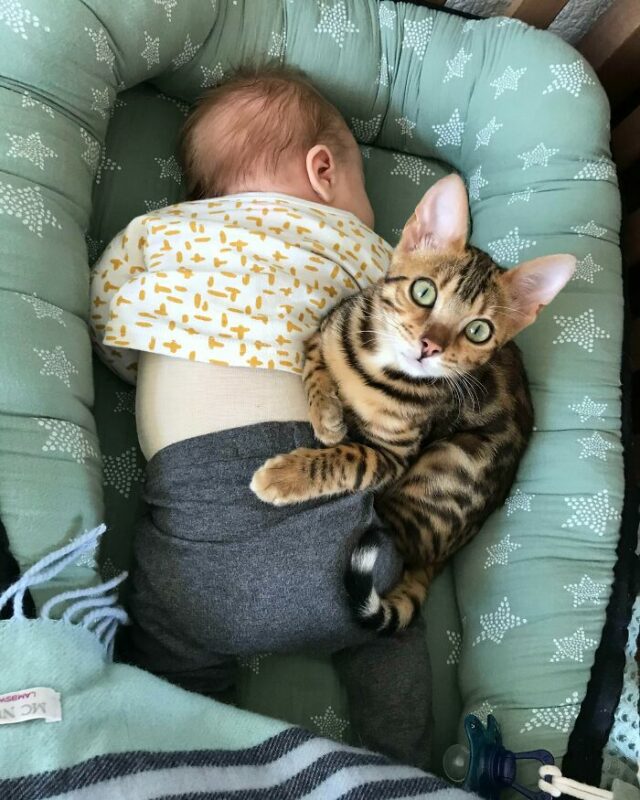 20 Pics Showing Beautiful Relationship Between Cats And Babies | DeMilked