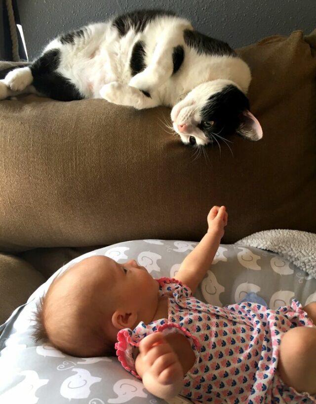 20 Pics Showing Beautiful Relationship Between Cats And Babies | DeMilked
