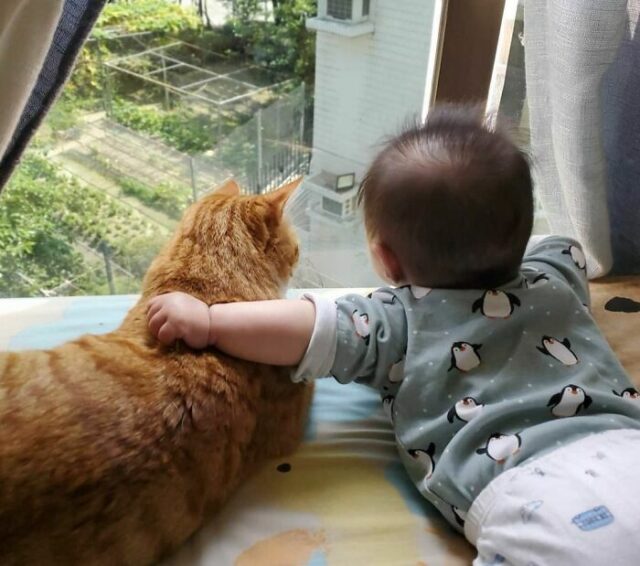 20 Pics Showing Beautiful Relationship Between Cats And Babies | DeMilked