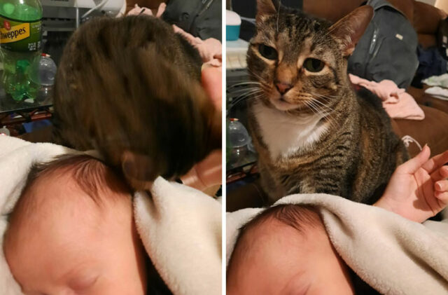20 Pics Showing Beautiful Relationship Between Cats And Babies | DeMilked