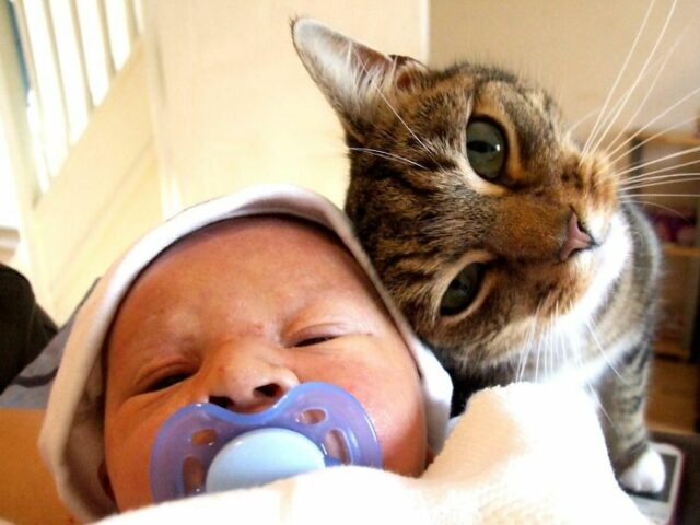 20 Pics Showing Beautiful Relationship Between Cats And Babies | DeMilked