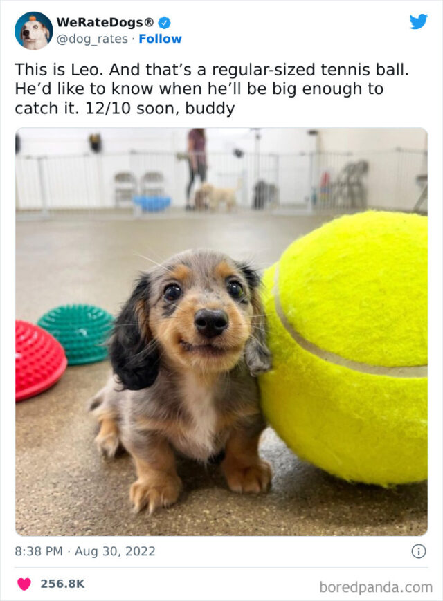 30 Of The Most Pawsome From The “We Rate Dogs” Twitter Page | DeMilked