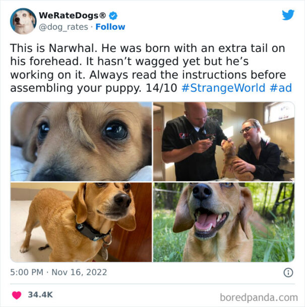 30 Of The Most Pawsome From The “We Rate Dogs” Twitter Page | DeMilked