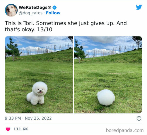 30 Of The Most Pawsome From The “We Rate Dogs” Twitter Page | DeMilked