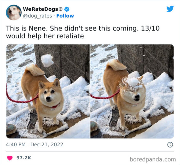 30 Of The Most Pawsome From The “We Rate Dogs” Twitter Page | DeMilked