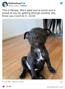 30 Of The Most Pawsome From The “We Rate Dogs” Twitter Page | DeMilked