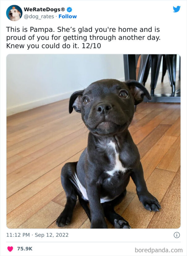 30 Of The Most Pawsome From The “We Rate Dogs” Twitter Page | DeMilked