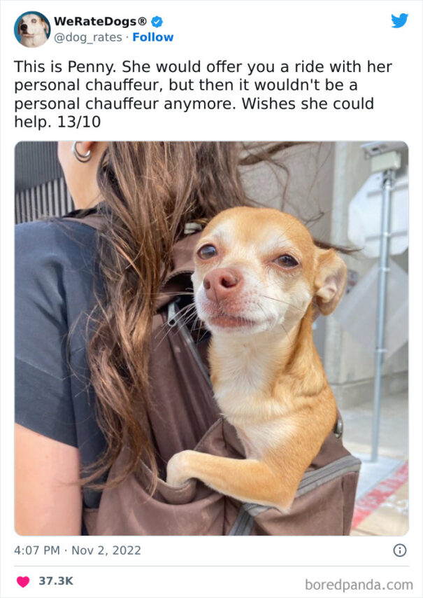 30 Of The Most Pawsome From The “We Rate Dogs” Twitter Page | DeMilked