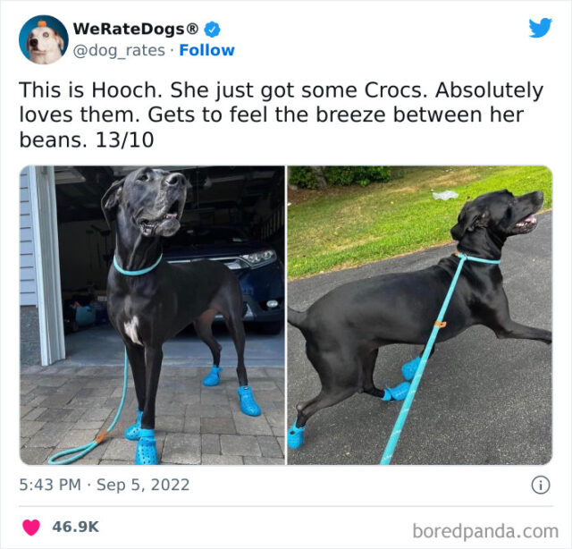 30 Of The Most Pawsome From The “We Rate Dogs” Twitter Page | DeMilked