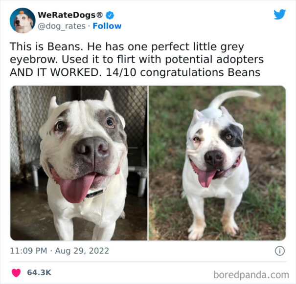 30 Of The Most Pawsome From The “We Rate Dogs” Twitter Page | DeMilked