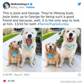 30 Of The Most Pawsome From The “We Rate Dogs” Twitter Page | DeMilked