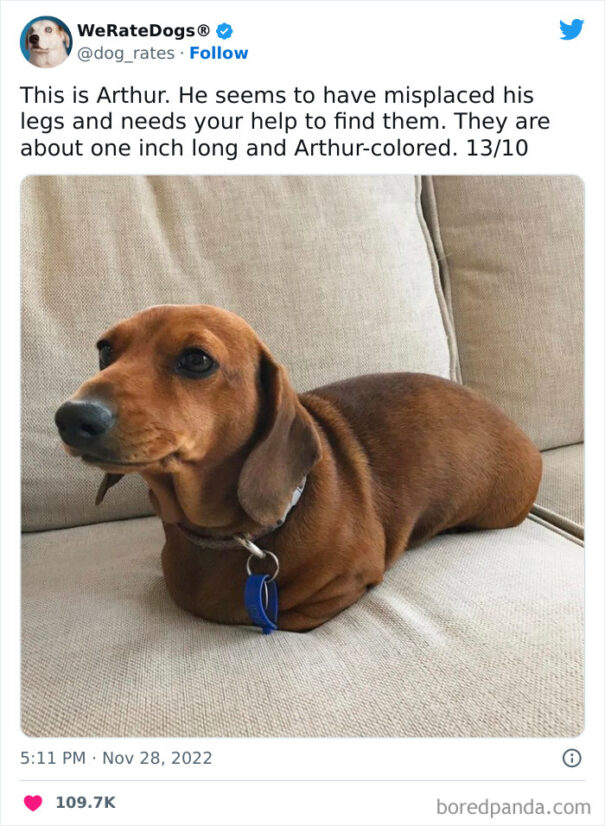 30 Of The Most Pawsome From The “We Rate Dogs” Twitter Page | DeMilked