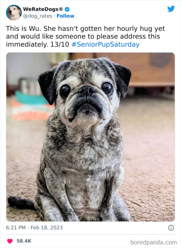 30 Of The Most Pawsome From The “We Rate Dogs” Twitter Page | DeMilked