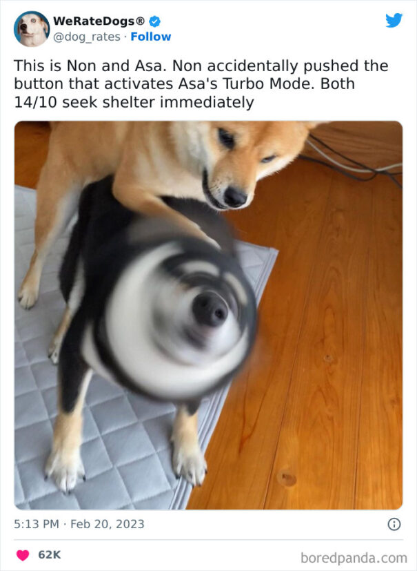 30 Of The Most Pawsome From The “We Rate Dogs” Twitter Page | DeMilked