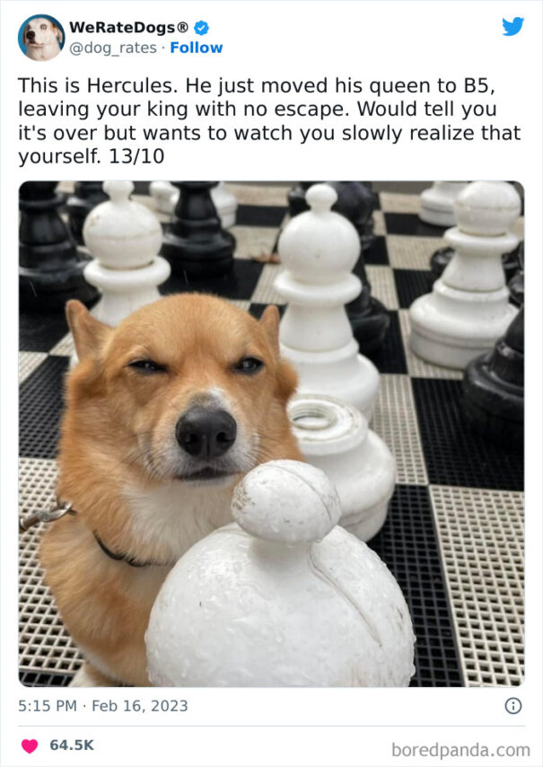 30 Of The Most Pawsome From The “We Rate Dogs” Twitter Page | DeMilked