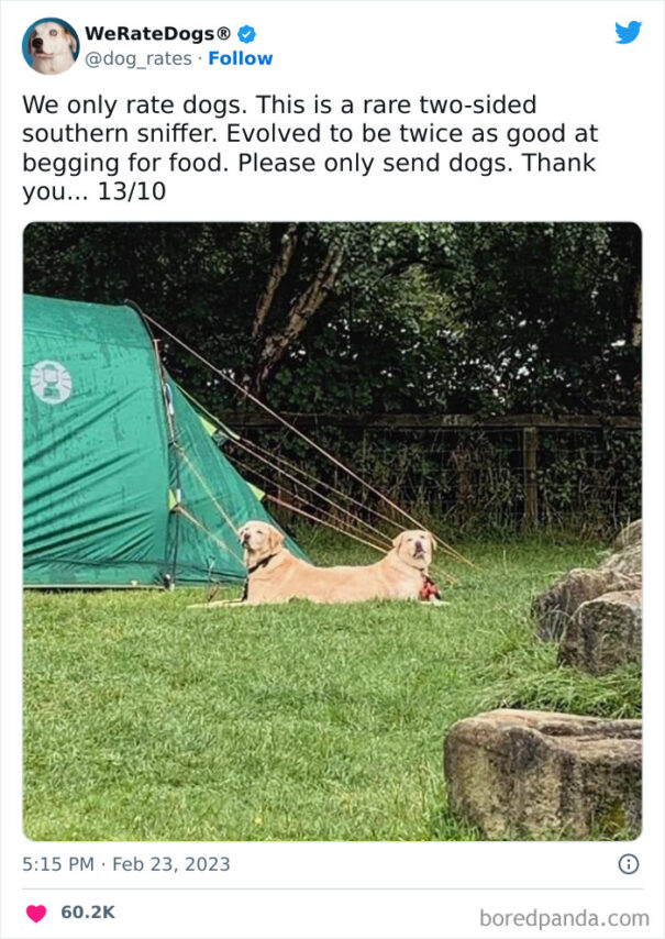 30 Of The Most Pawsome From The “We Rate Dogs” Twitter Page | DeMilked