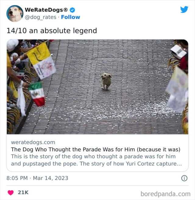 30 Of The Most Pawsome From The “We Rate Dogs” Twitter Page | DeMilked