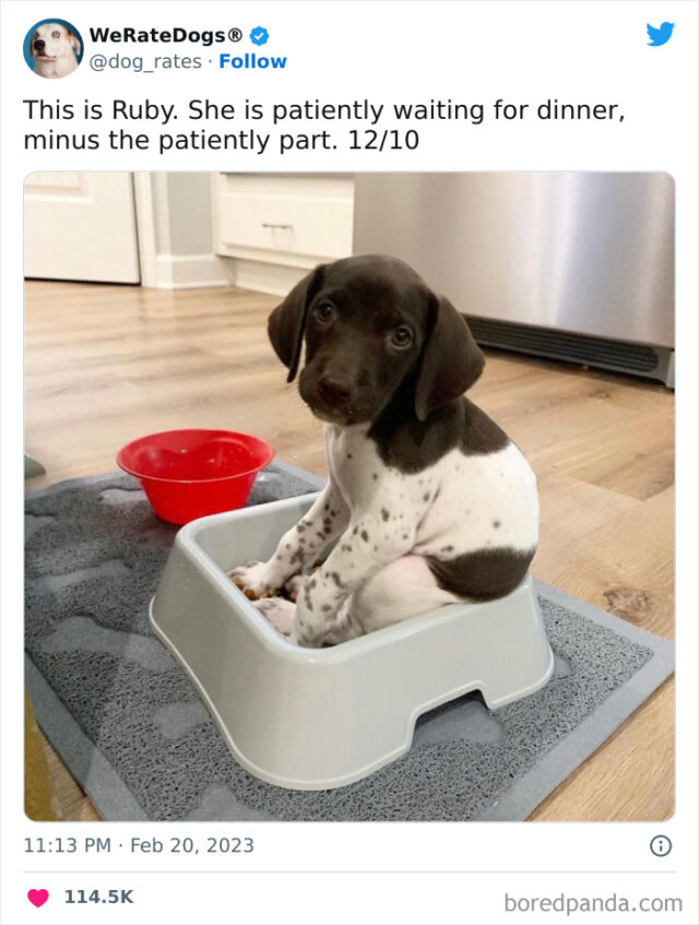 30 Of The Most Pawsome From The “We Rate Dogs” Twitter Page | DeMilked