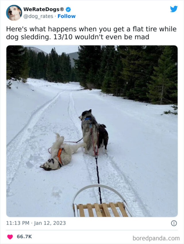 30 Of The Most Pawsome From The “We Rate Dogs” Twitter Page | DeMilked