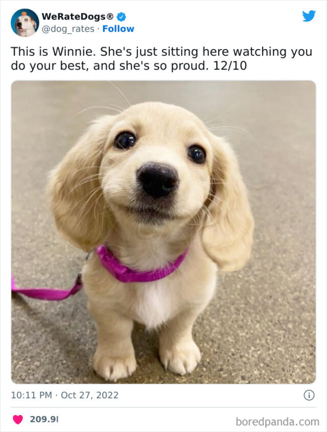 30 Of The Most Pawsome From The “We Rate Dogs” Twitter Page | DeMilked