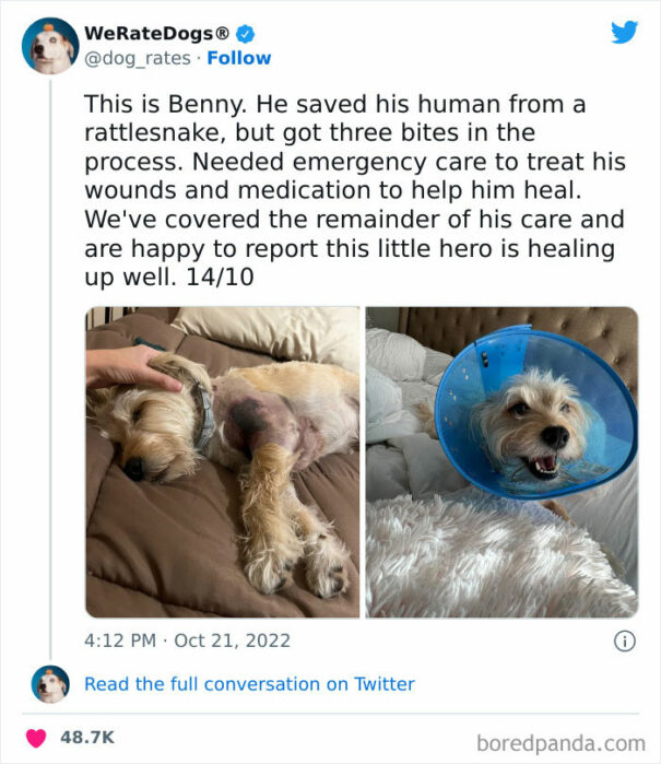 30 Of The Most Pawsome From The “We Rate Dogs” Twitter Page | DeMilked