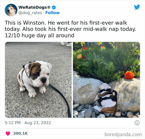 30 Of The Most Pawsome From The “We Rate Dogs” Twitter Page | DeMilked