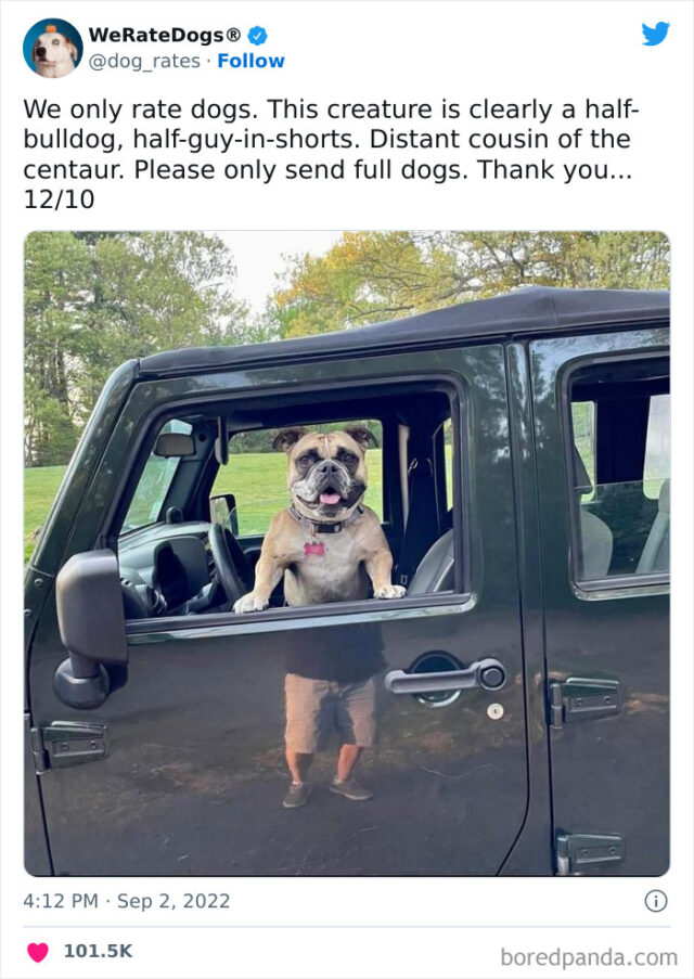 30 Of The Most Pawsome From The “We Rate Dogs” Twitter Page | DeMilked