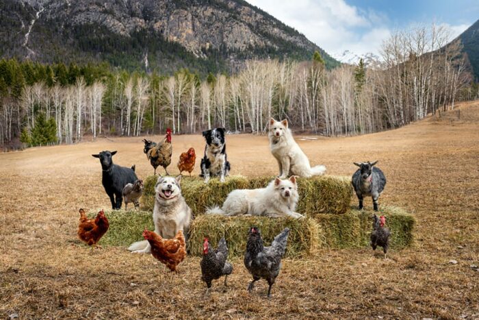 20 Stunning Portraits Of Farm Animals Living Together As A Family ...