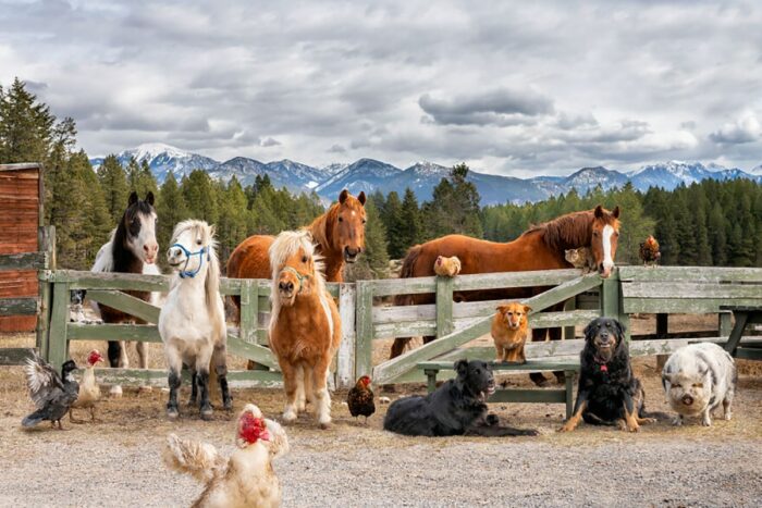 20 Stunning Portraits Of Farm Animals Living Together As A Family ...