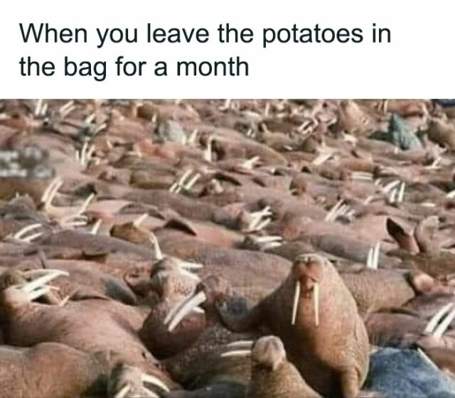 30 Hilarious Food-Related Memes That Are So Relatable | DeMilked