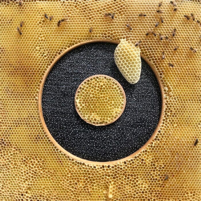 Artist Collaborates With Bees To Create Delicate Embroideries (10 Pics ...