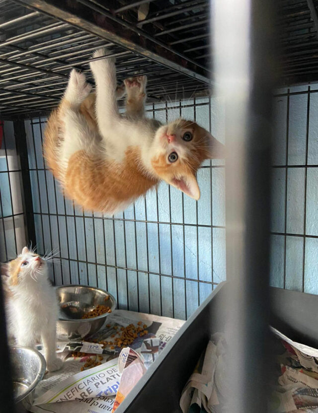 30 Wholesome “Important Animal Images” To Brighten Your Day | DeMilked